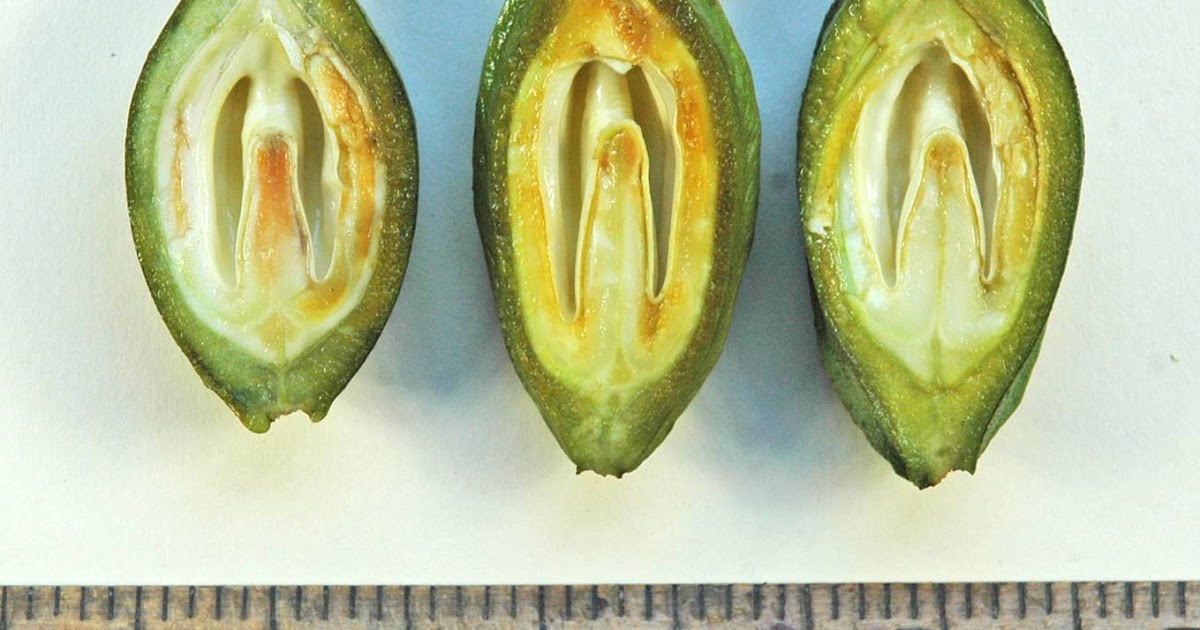 Northern Pecans: Kernel development: 8 Aug 17