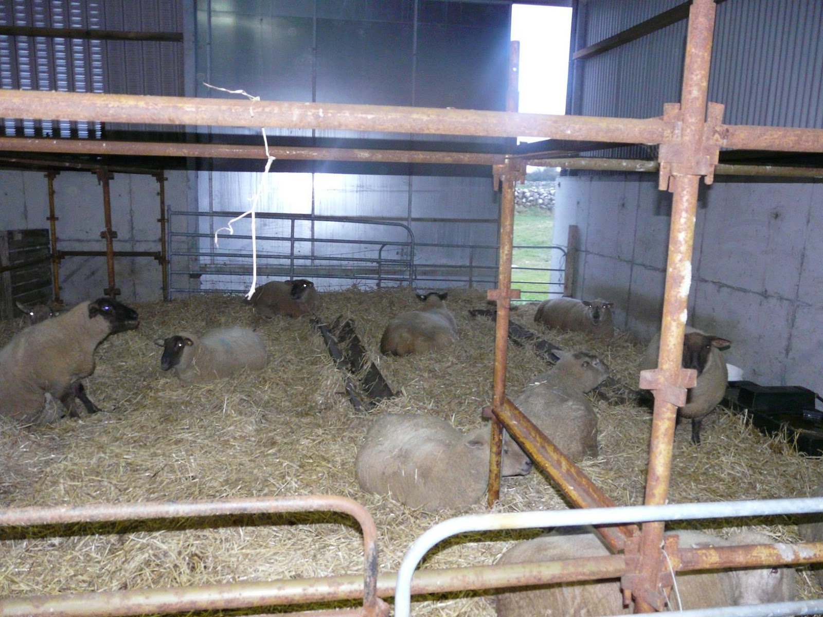 Lambing Kit