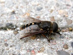 Trilhas e Pedais : Quitite com "mutuca"