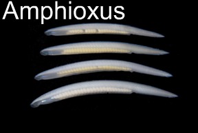 Jaliya's Biology 11 Blog