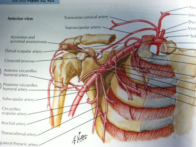 Trailblazing, MD: Netter + Google