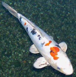 KARPA KOI ZOOAQUARIUS