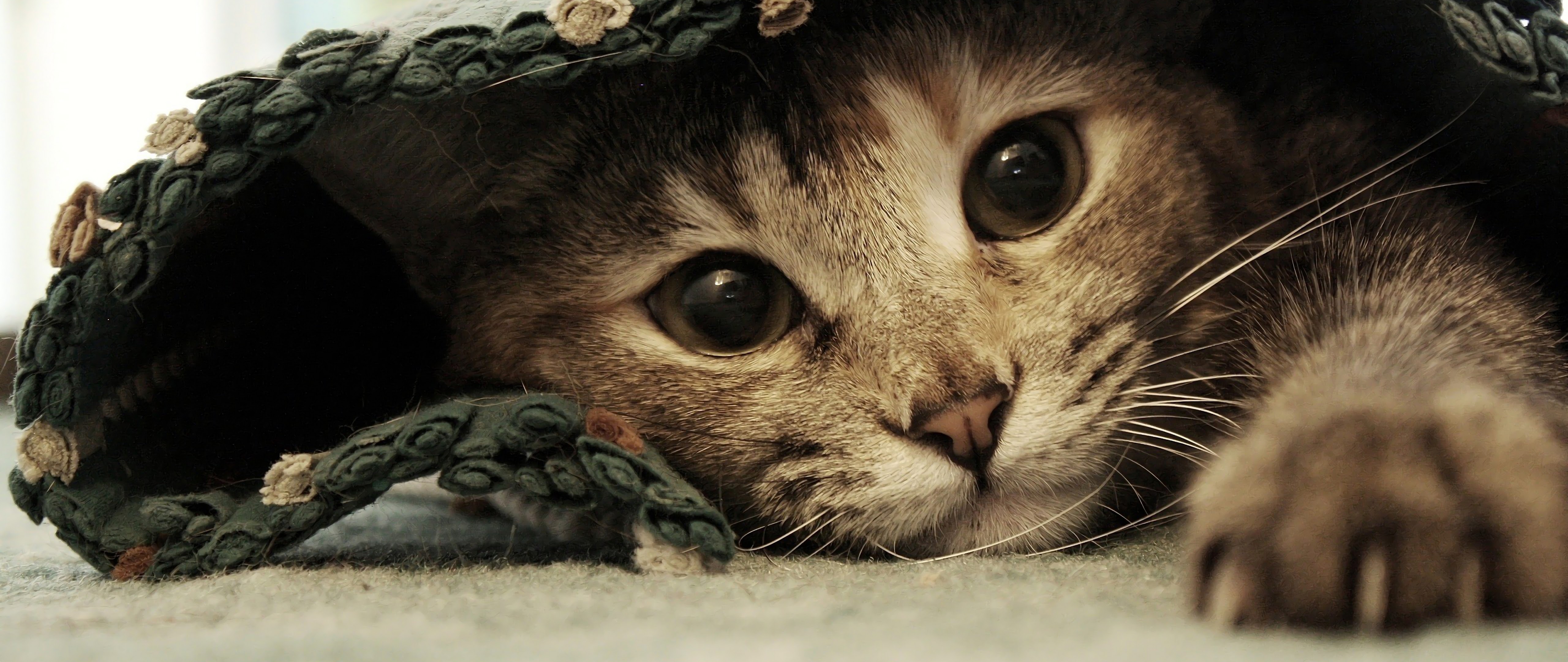 Cat, 4K, 3840x2160, #3 Wallpaper PC Desktop