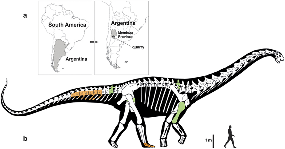 EL JOVE PALEONTÒLEG: Notocolossus gonzalezparejasi: Argentina torna a ...