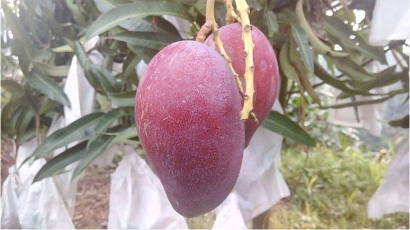 Suryadam. The 'most expensive mango' in the world grown in Bangladesh ...