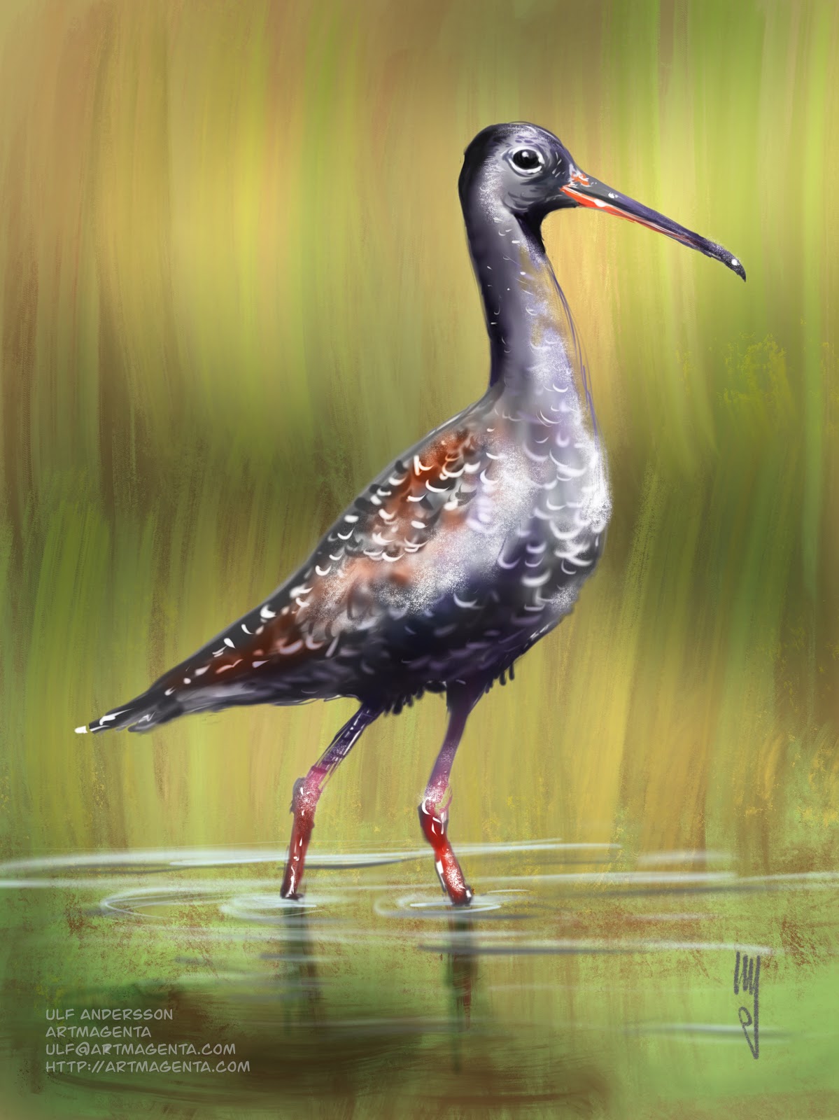 Birds: Waders