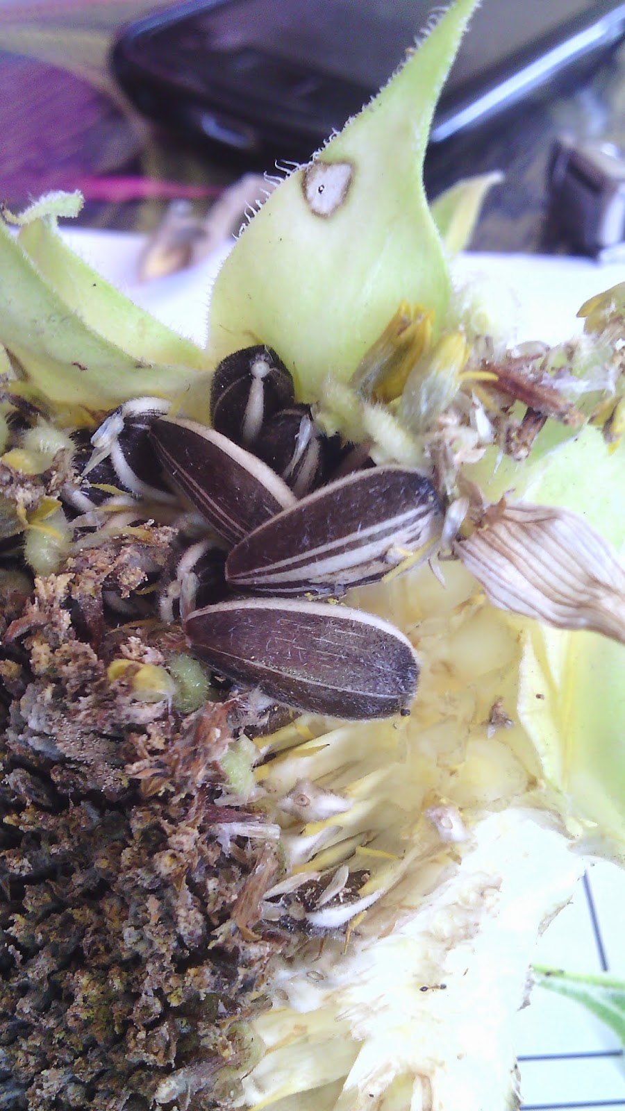 Asal Usul Kuaci Biji Bunga Matahari - My Rainbow...