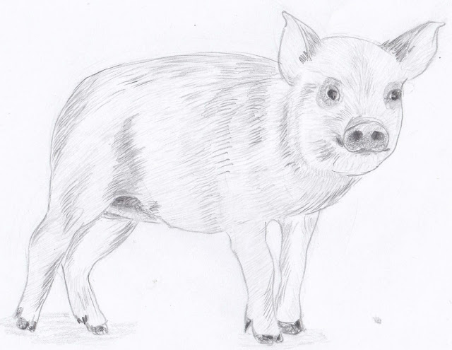 Weekly : Doodles and tuts: Drawspace lesson I09: how to draw a pig