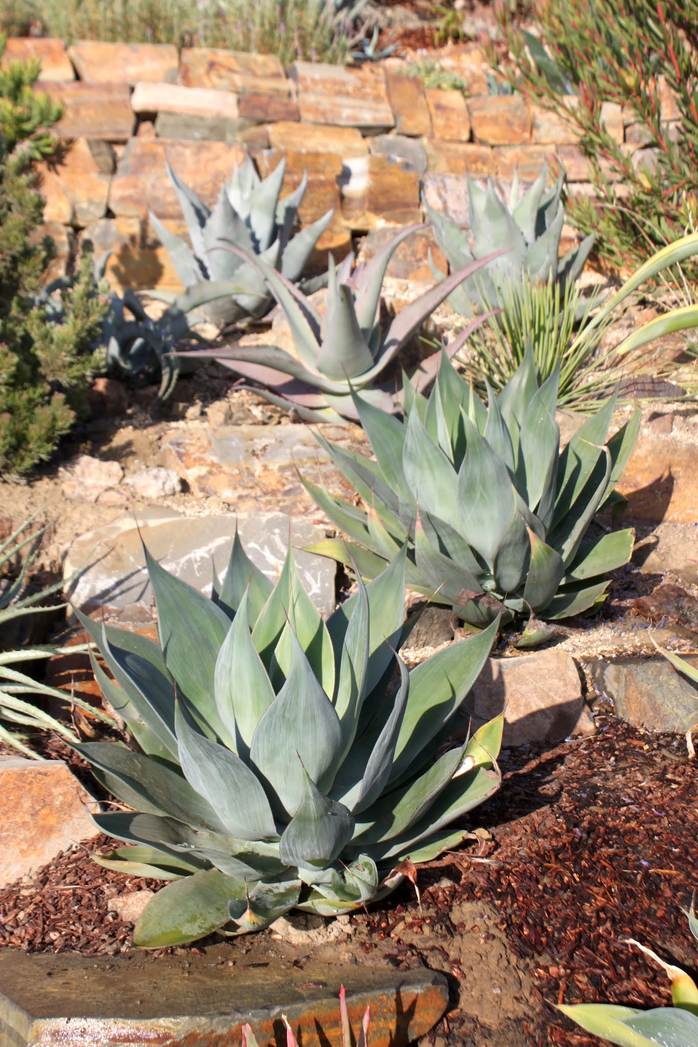 Wednesday Vignette - Cascade of Agave