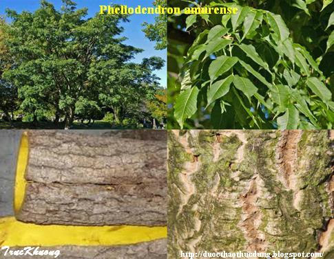 Vuon Duoc Thao: Hoàng bá - Chinese Cork tree