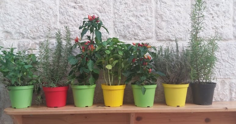 continuare a..: COME PIANTINE SU UNA STESSA MENSOLA...