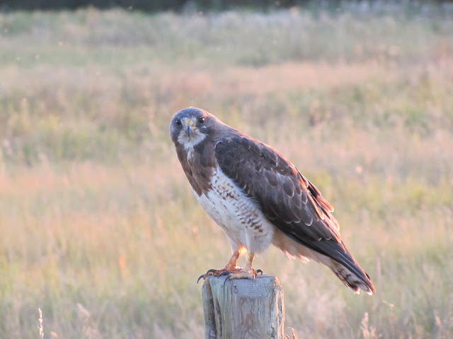 Birding Is Fun!: Raptor Creeping