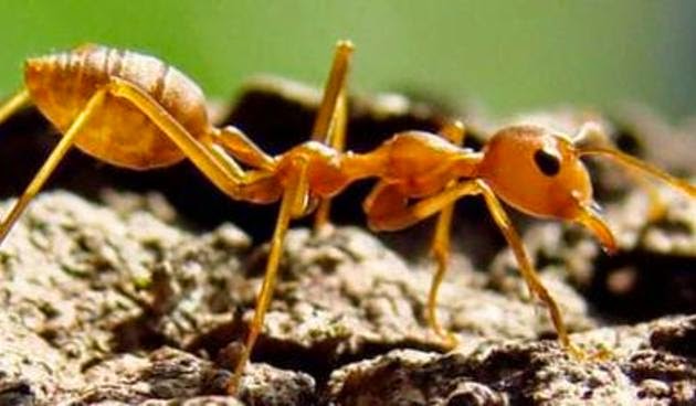 MAHAMERU SOLO: BUDIDAYA SEMUT RANGRANG / ANGKRANG