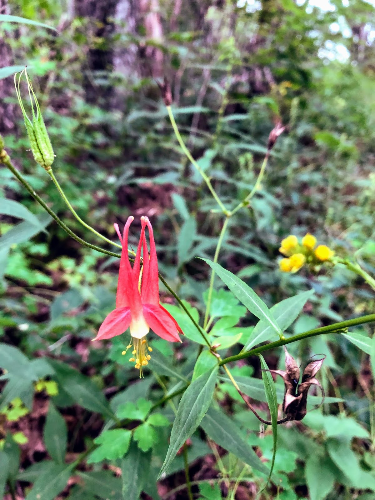 900 miles: Kanati Fork - Thomas Divide Trails