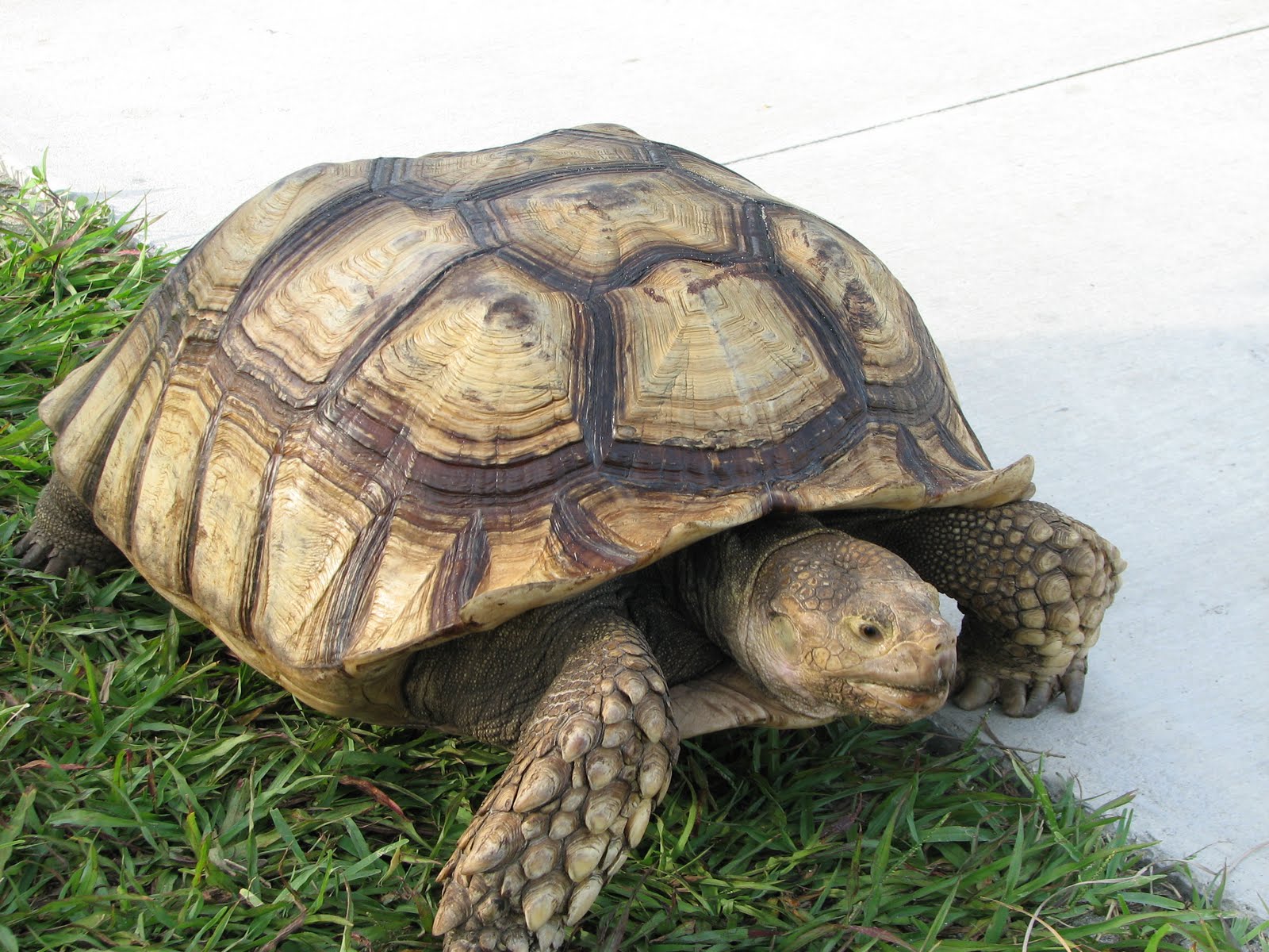 Bonao Internacional: TORTUGA DANDO UN PASEO EN LA PLAYA
