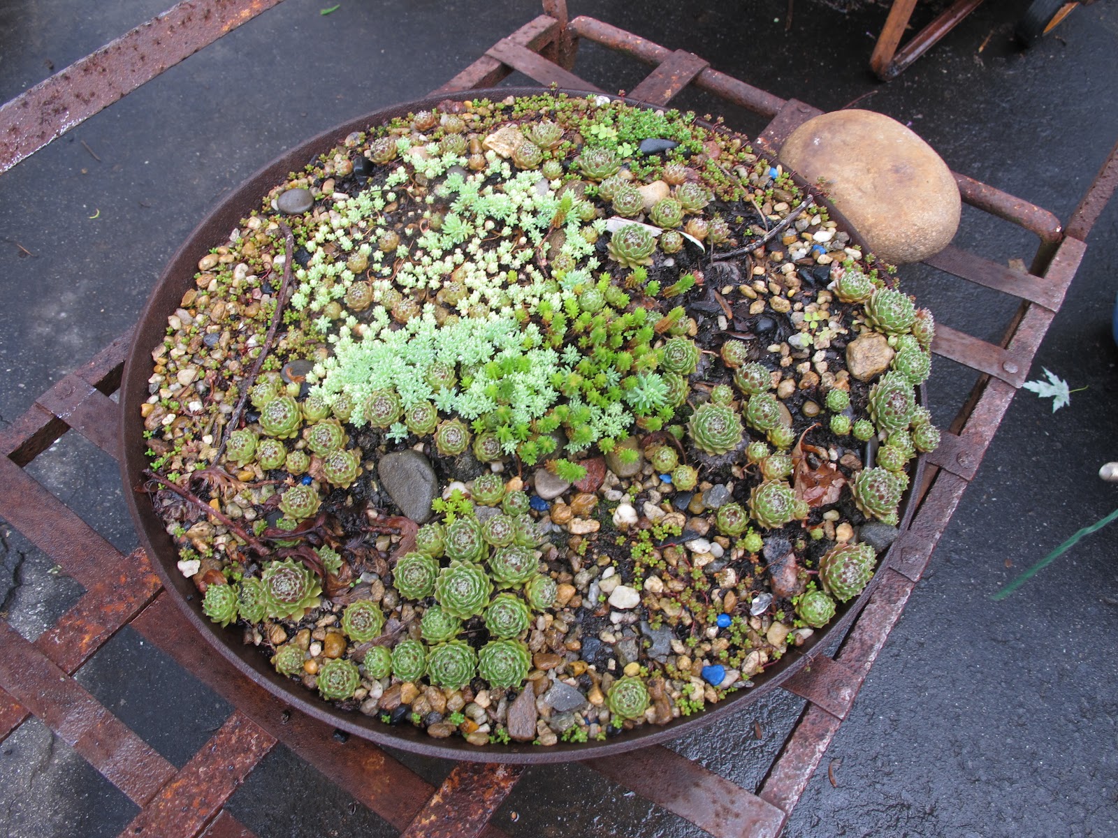 A Mello Fellow's Garden in West Asheville