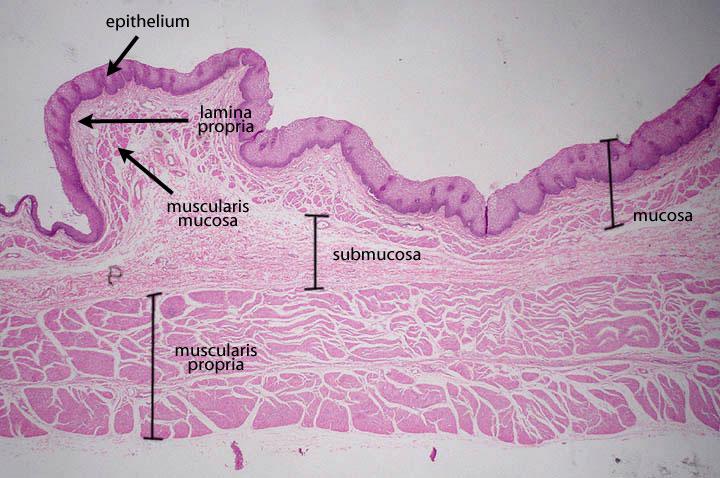 Esophagus Microscope Slide