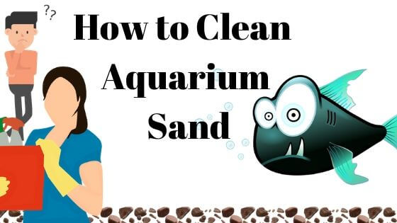 5 Simple Steps To Clean Aquarium Sand (With Pictures)