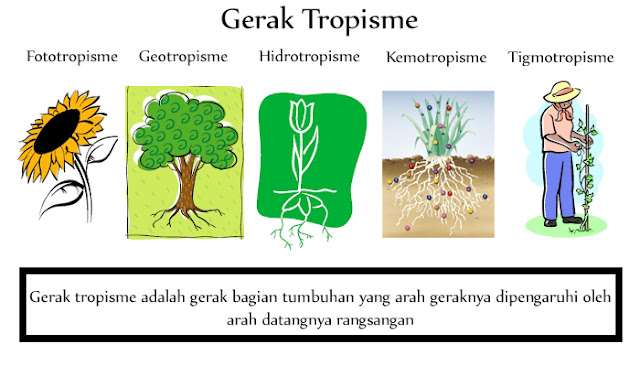 Knowledge's Blog: GERAK TROPISME PADA TUMBUHAN