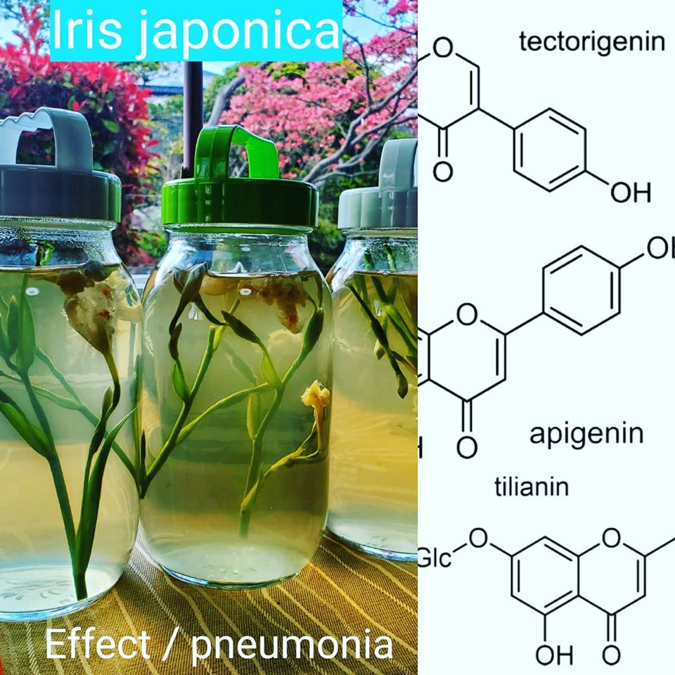 What is Yeast Water ®? Yeast is amazing.Panacea.