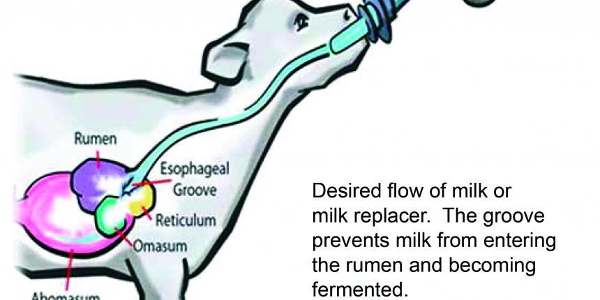 alasan mengapa sapi saat kecil minum susu dan makan rumput saat sudah ...