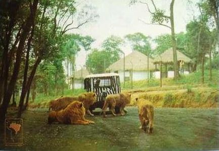 Engenheira que virou mãe : Simba Safari (ou melhor Zoo Safari)