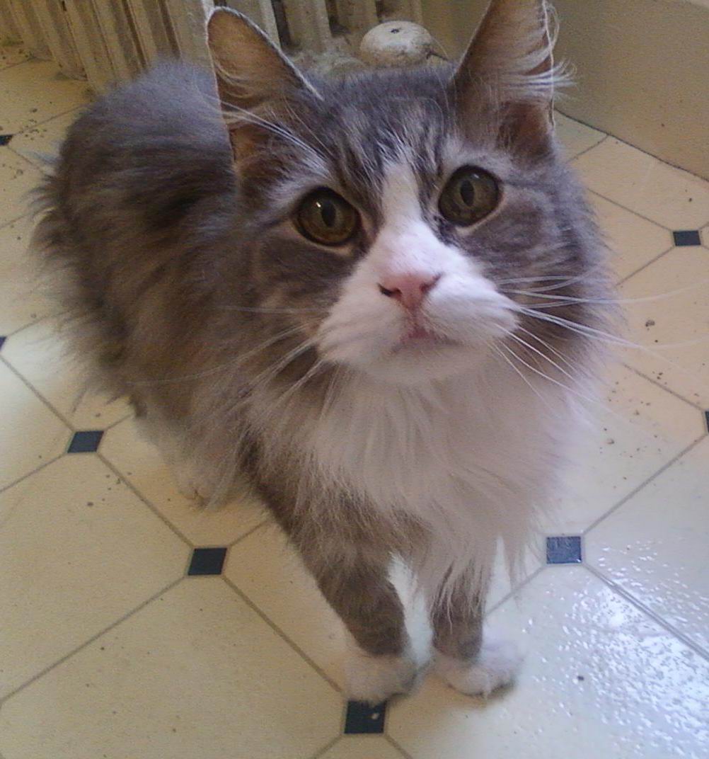 The Teacher's Pets: What Do Cat Sitters Do At Every Visit, Anyway?