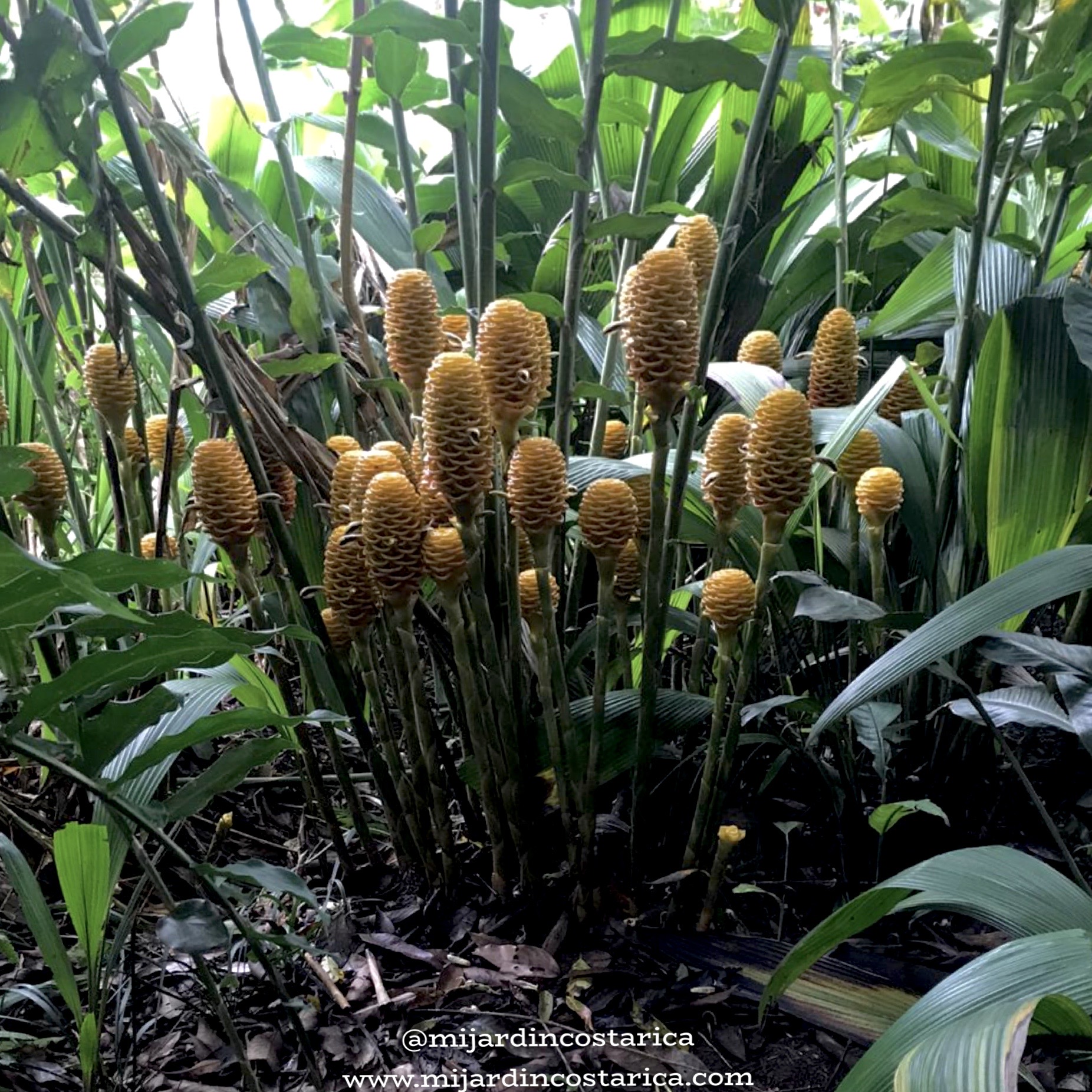 Jengibre de Colmena o Flor de Maraca (Zingiber Spectabile) - "Mi Jardín ...