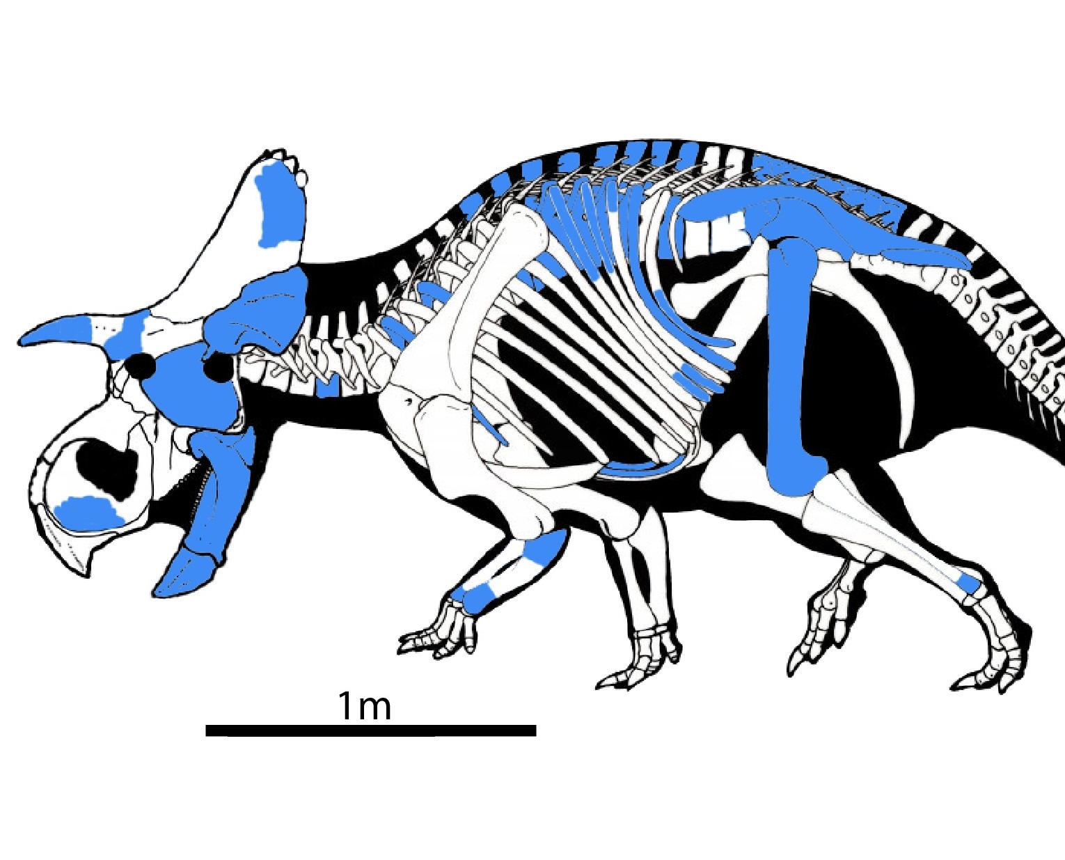 Species New to Science: [Paleontology • 2021] Menefeeceratops sealeyi ...