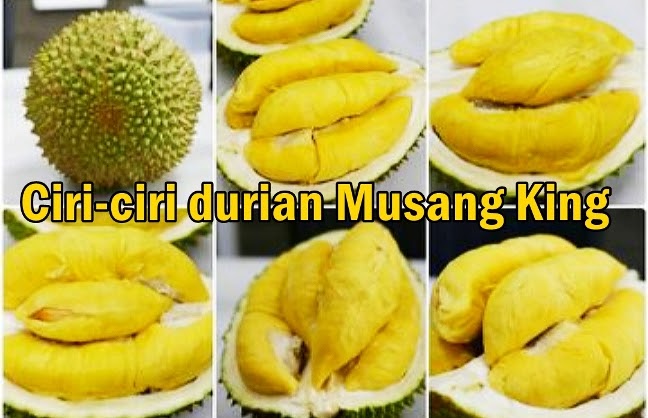 Ciri-Ciri Durian Musang King Yang Asli - ARSIP INFO
