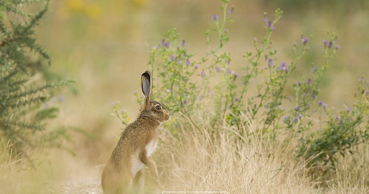 fotovidasalvaje.blogspot.com: Conejo silvestre (Oryctolagus cuniculus)
