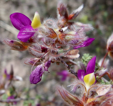 Rocky Mountain Society of Botanical Artists: March 2020
