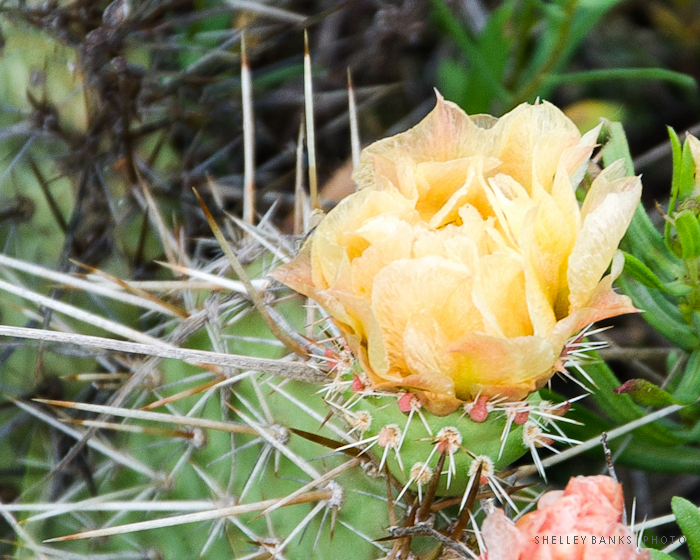 Prairie Wildflowers: Prickly Pear Cactus in Bloom at Grasslands