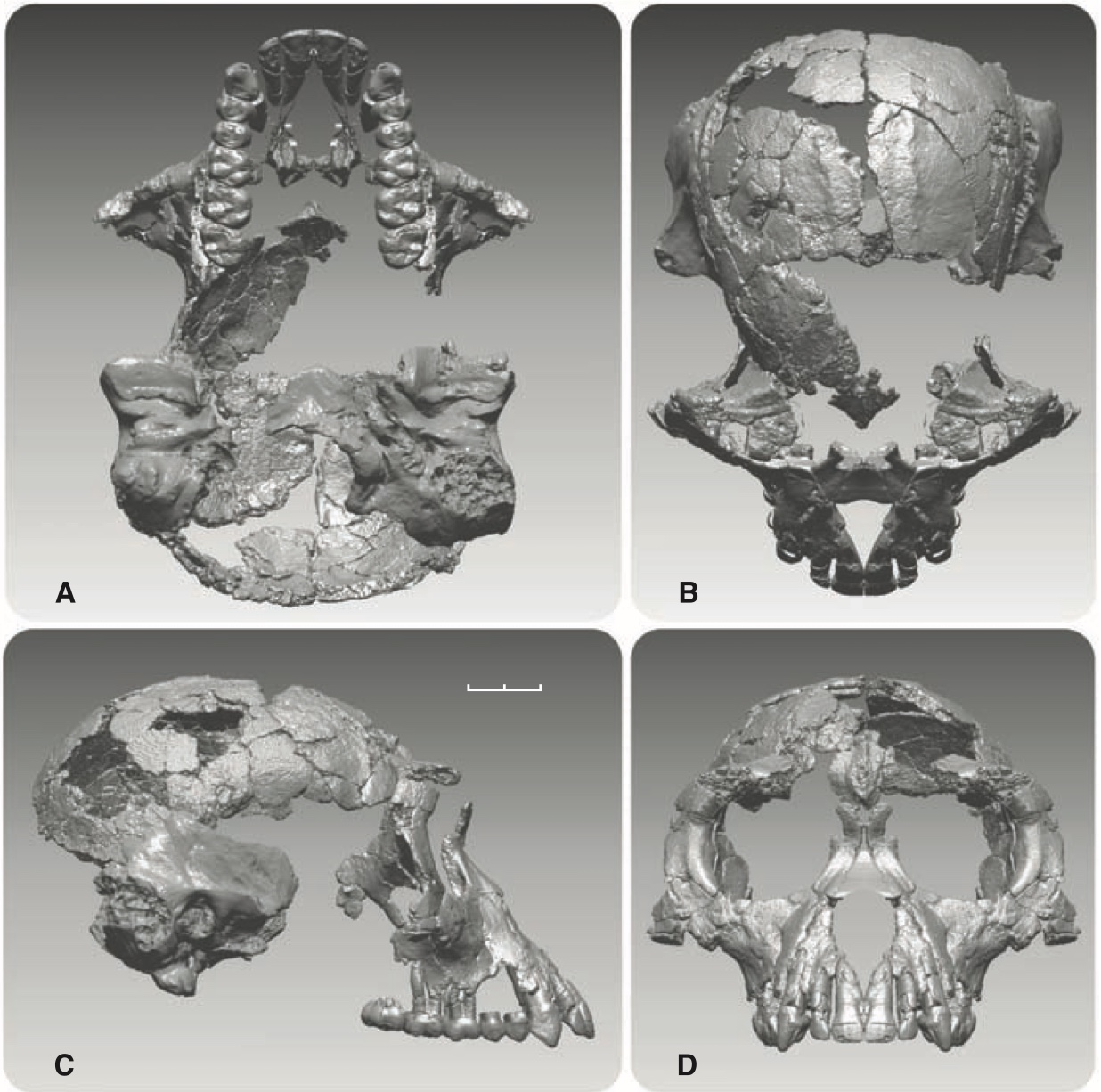 Bioanthropology : In Summary: The Ardipithecus ramidus Skull and its ...