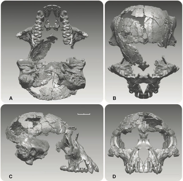 Bioanthropology : In Summary: The Ardipithecus ramidus Skull and its ...