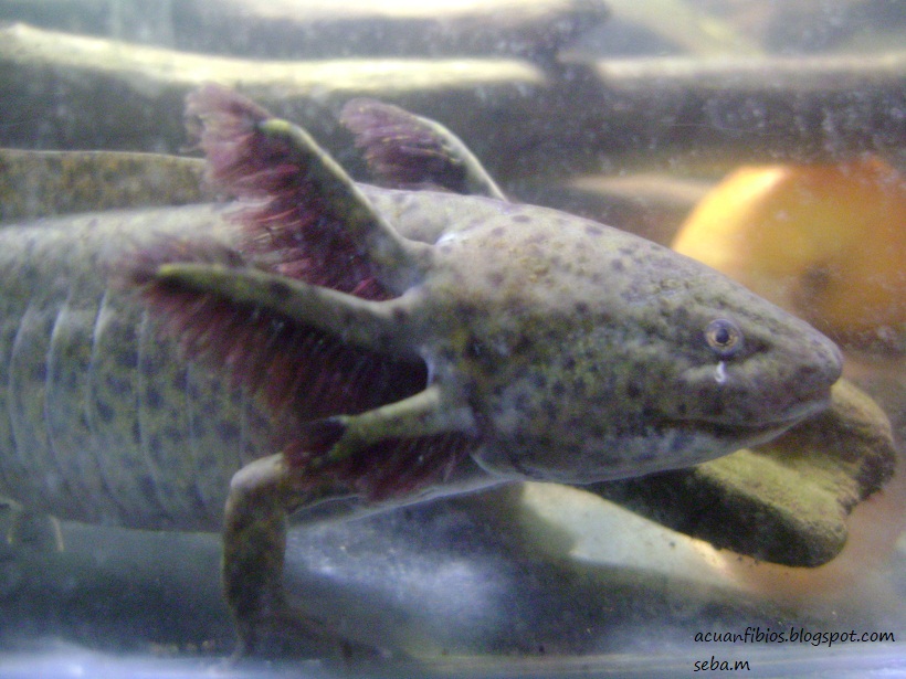 todo el hobby sobre acuarismo y anfibios: Axolote o Ambystoma Mexicanus