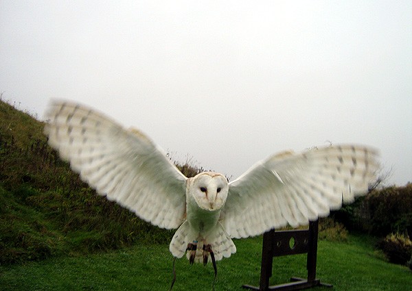 Most Beautiful Pictures: Top 10 Most Beautiful Owl's.