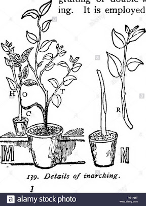 आम की उत्पादन तकनीक (Production Technology of Mango fruit)