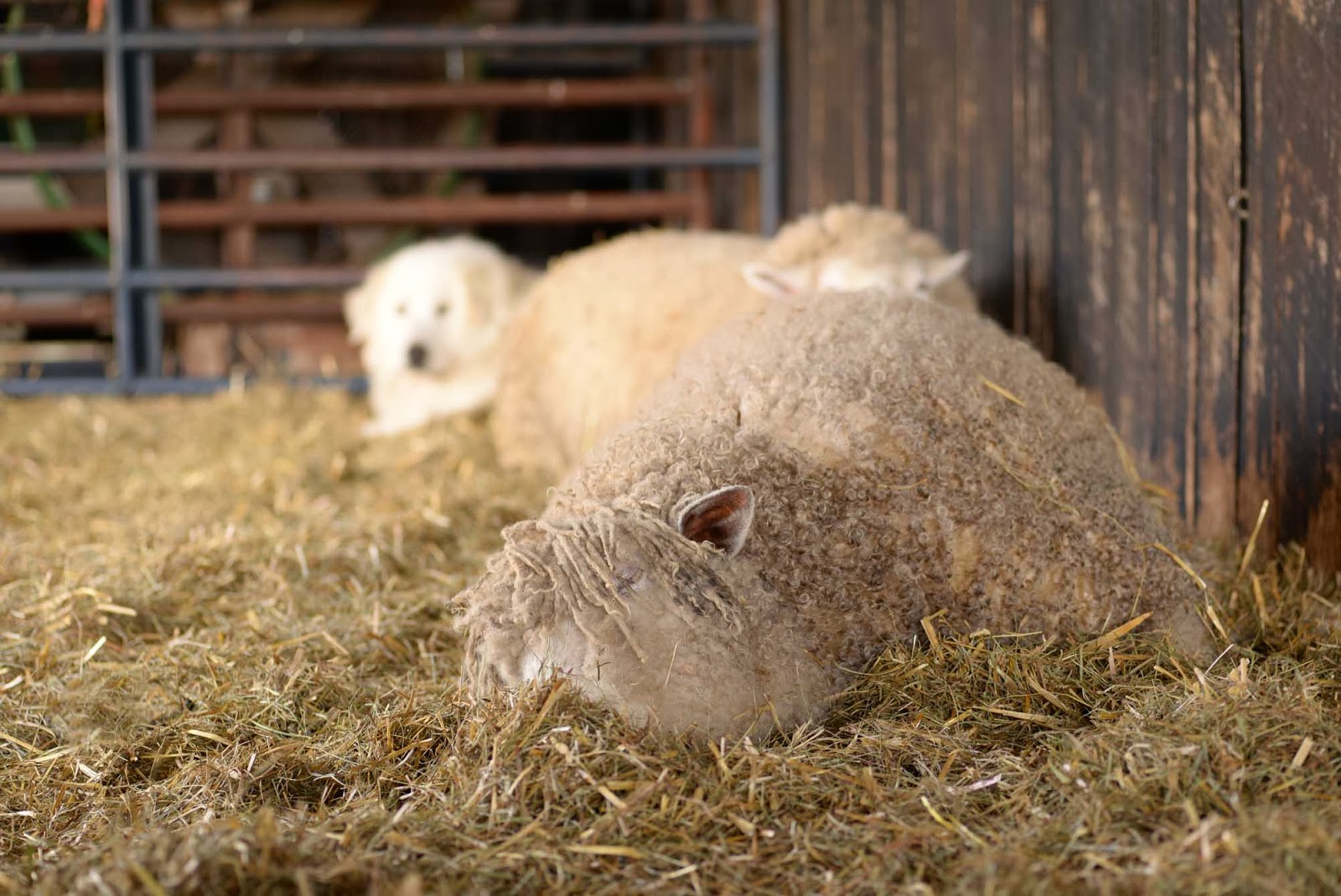 Punkin's Patch: Some Sheep Shots