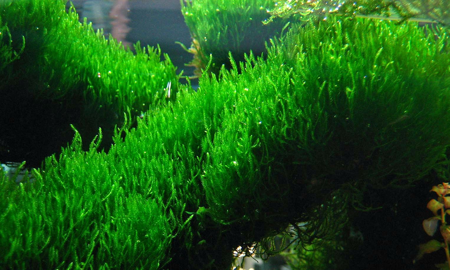 Moss | Aquascape aja*