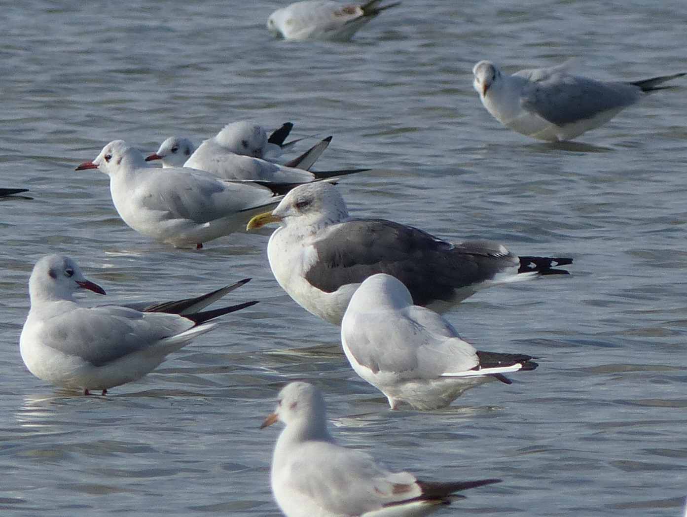 A Field Notebook: Watching winter gulls in Cyprus