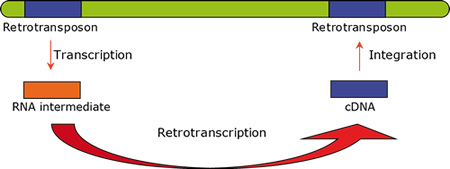 Ciencias de Joseleg: Los retrotrasposones