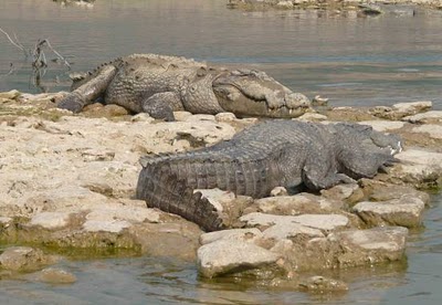 Gir National Park | Sasan Gir: Gir National Park | Sasan Gir