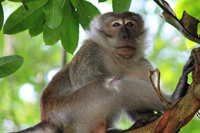 Crystal and Bryan in Singapore: Bukit Brown Chinese Cemetery