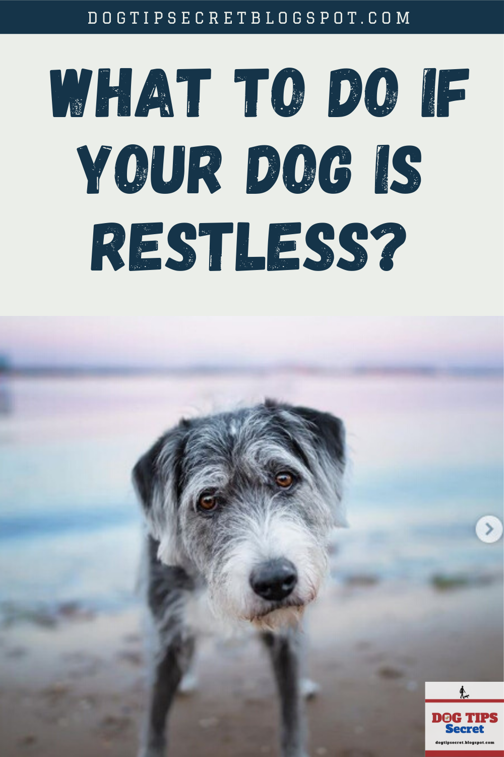 What to do if Your Dog is Restless? | Dog Tips Secret