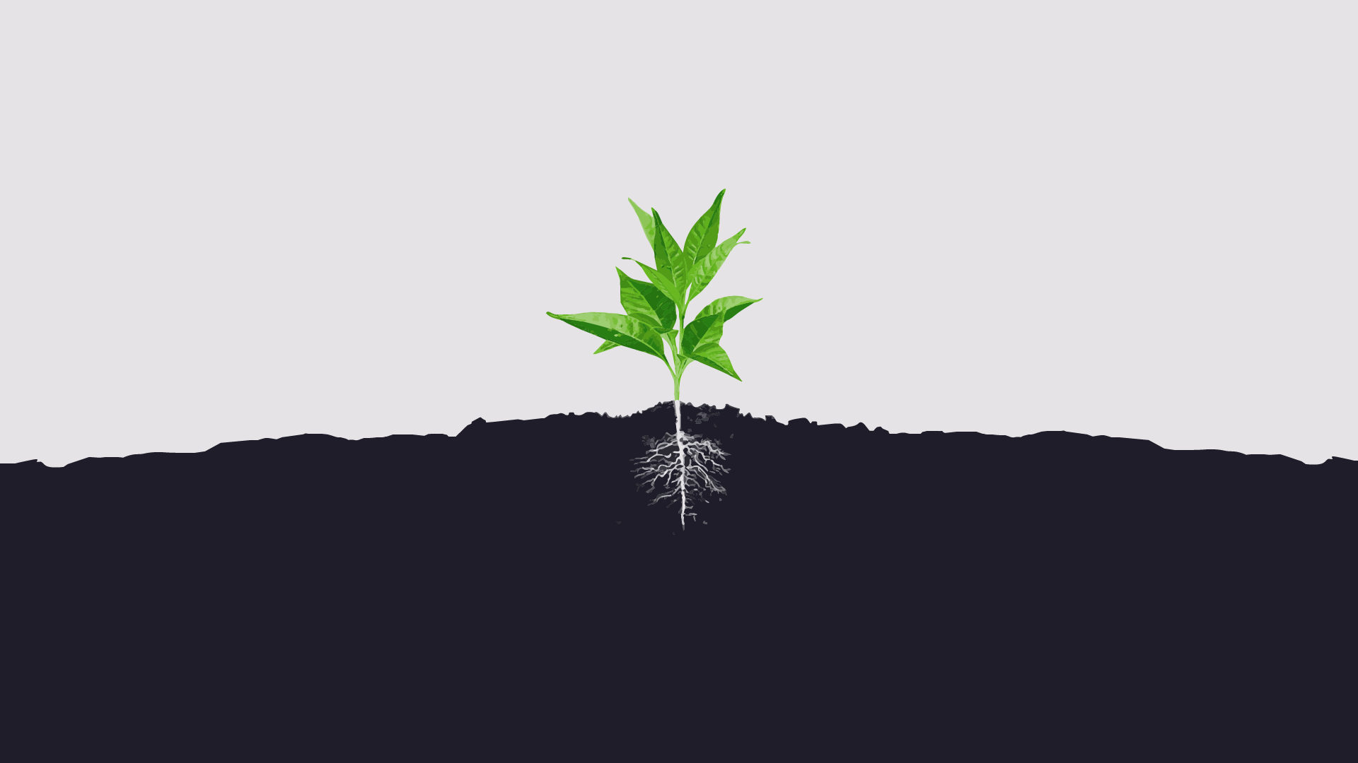 MINIMALIST PC WALLPAPER PLANT ROOTS 4K