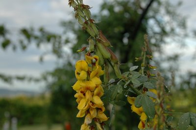 somosxinkas.com: GASTRONOMÍA