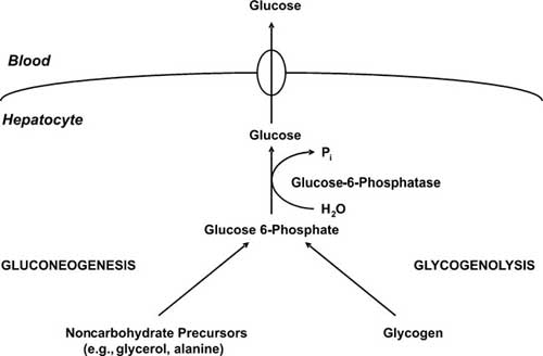 Somogyi Effect Case File