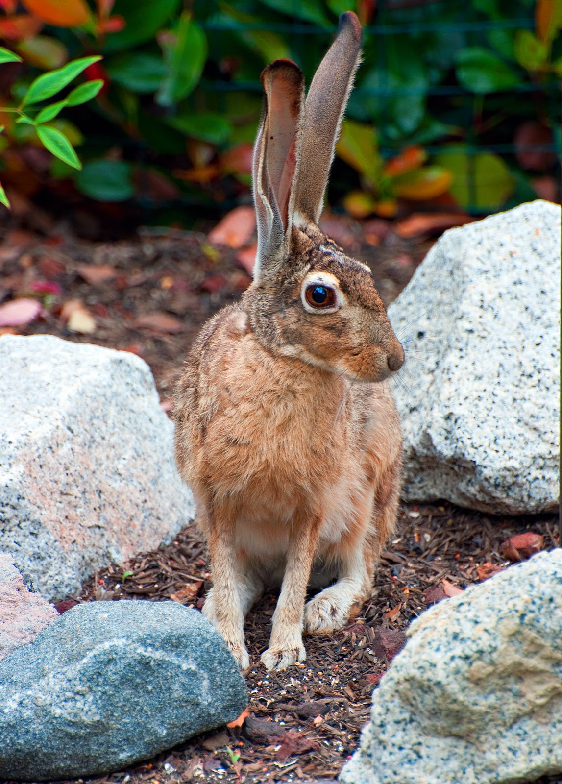 SUNFLOWER SNAPS: Brown Tawny Tan Rusty Critters