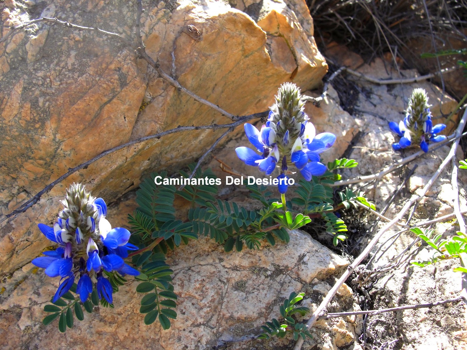 Caminantes del Desierto: EN BUSCA DE LA DALEA AZUREA